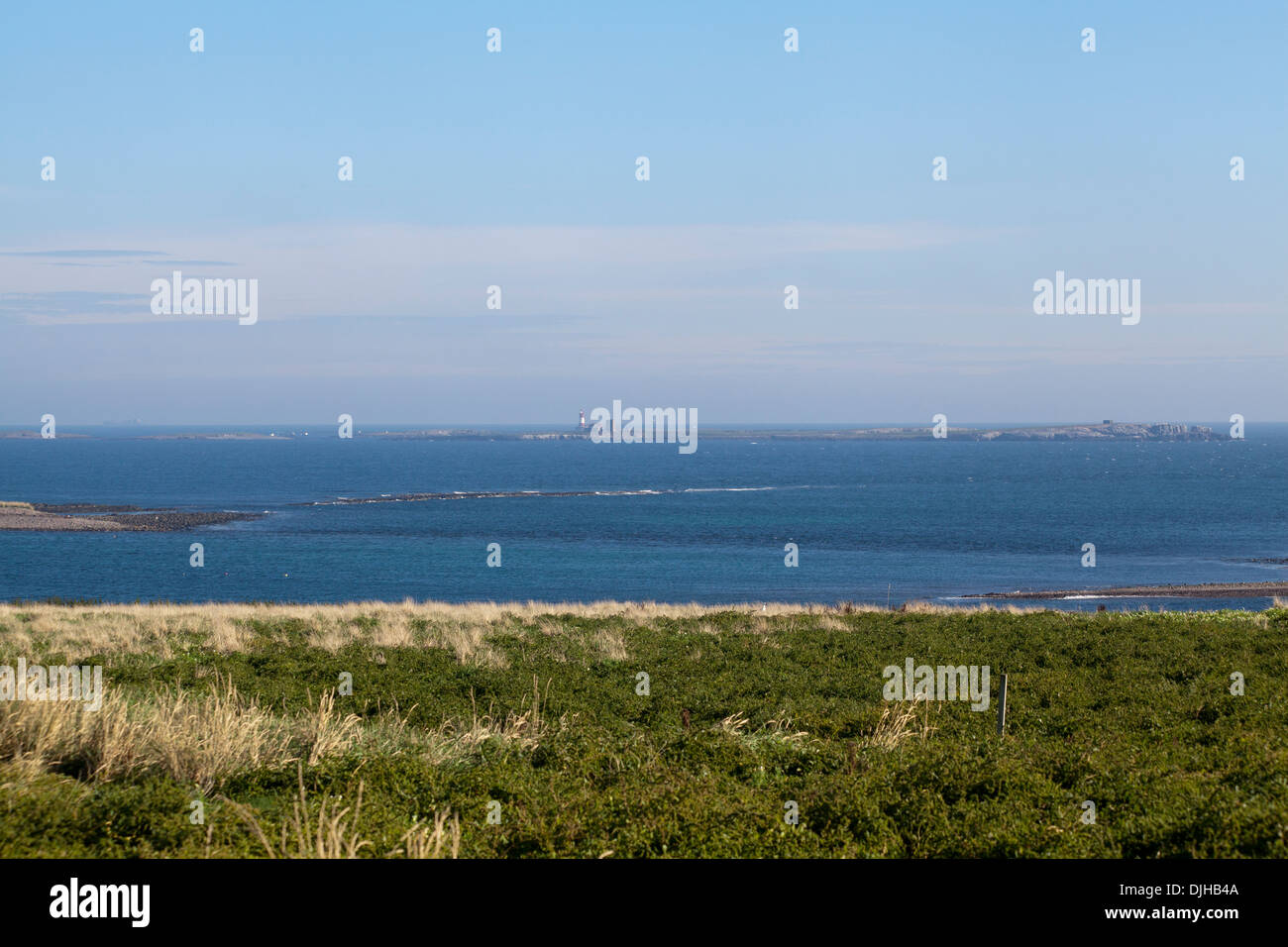 Farnes island hi-res stock photography and images - Alamy
