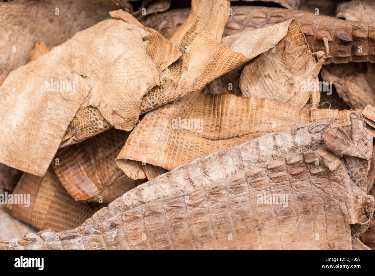Snake Skins Stock Photos & Snake Skins Stock Images - Alamy