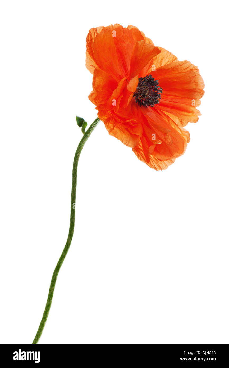 Single poppy isolated on white background. Closeup Stock Photo - Alamy