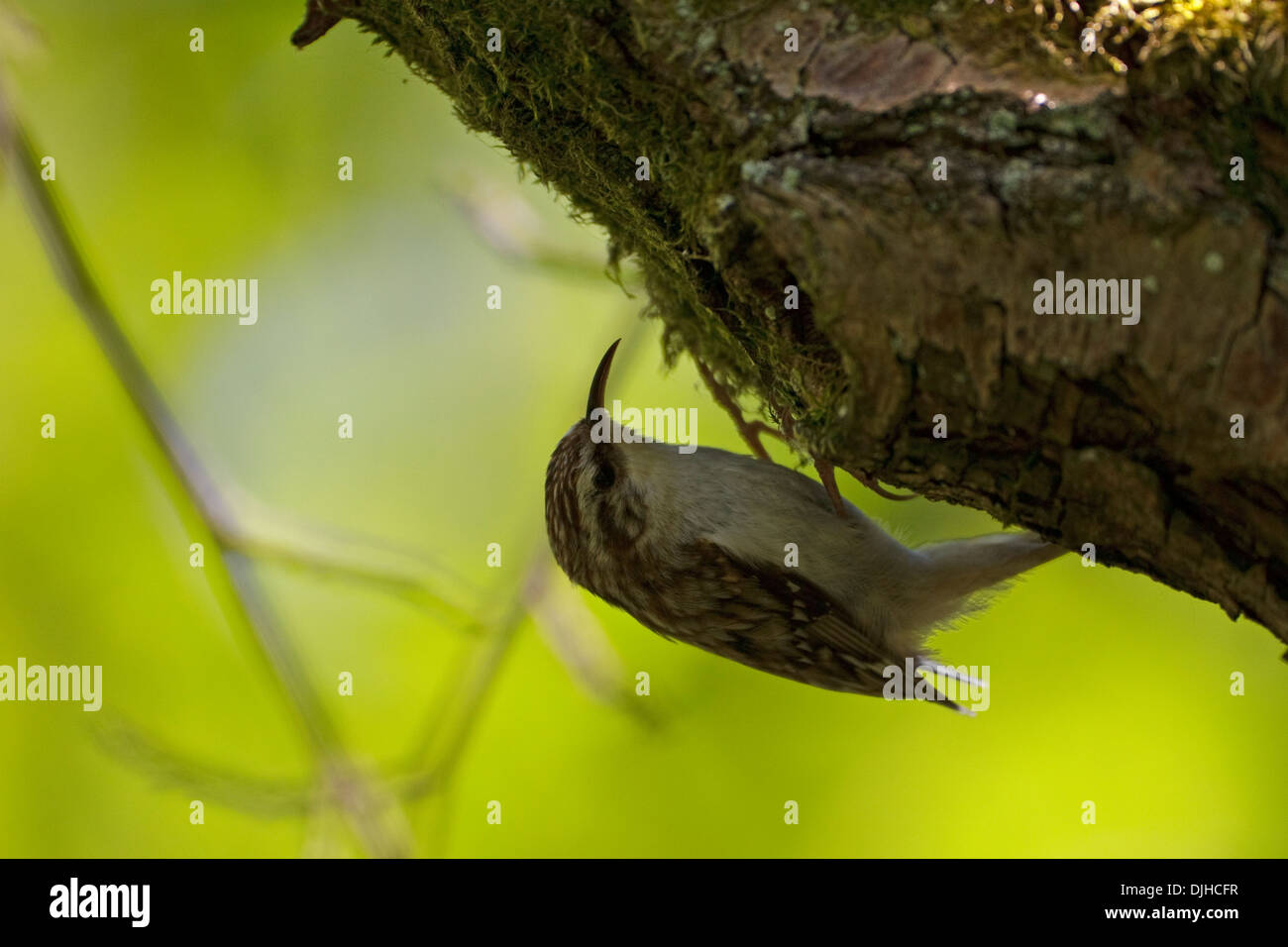 Common treecreepers hi-res stock photography and images - Alamy