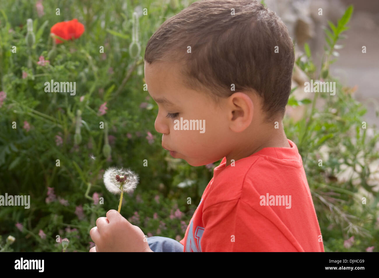 toddler blowing dandelion seeds Stock Photo - Alamy