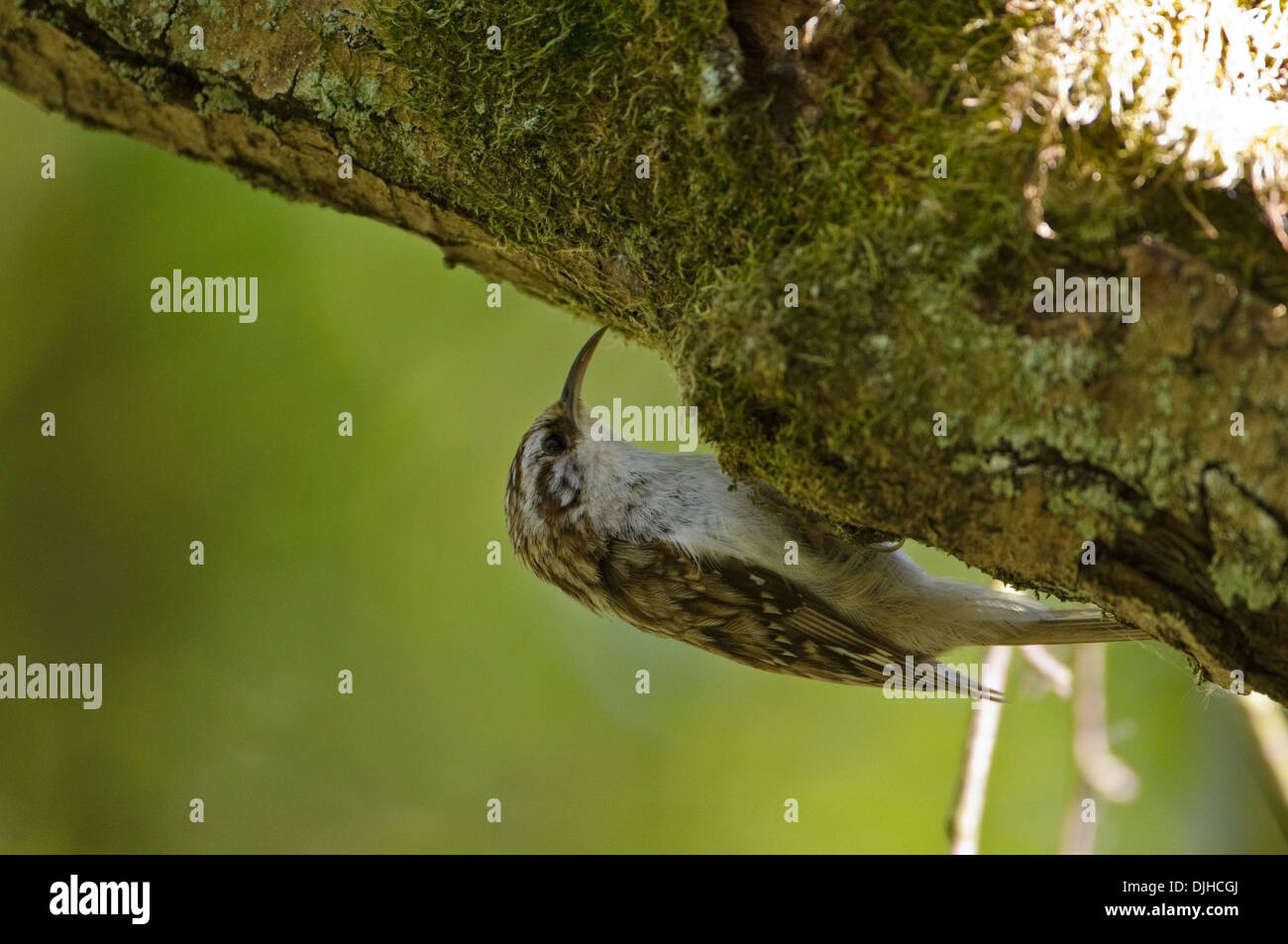 Common Treecreeper (Certhia familiaris Stock Photo - Alamy