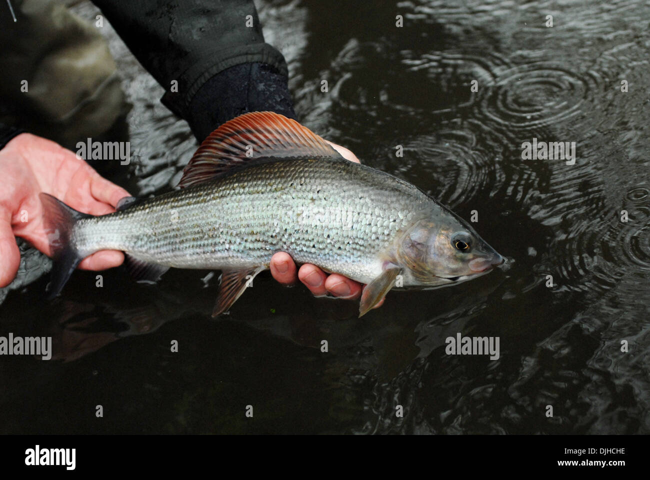 Greyling fish hi-res stock photography and images - Alamy