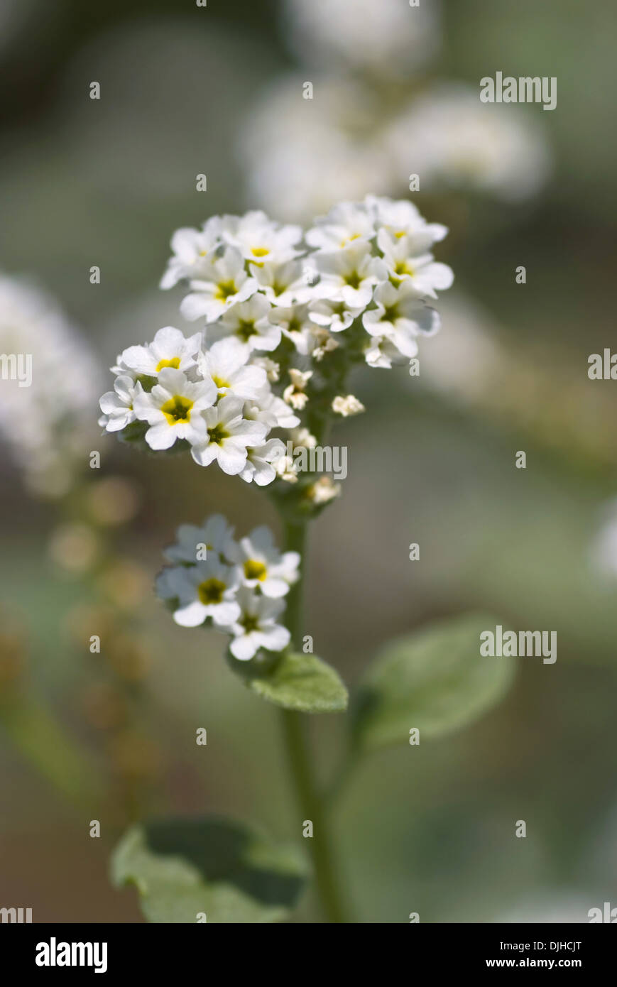 Heliotropium hi-res stock photography and images - Alamy