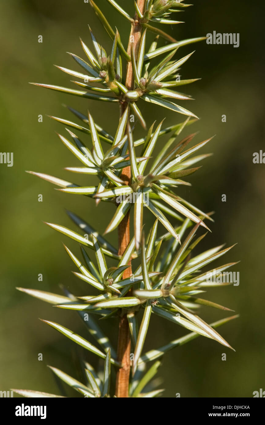 common juniper, juniperus communis Stock Photo - Alamy