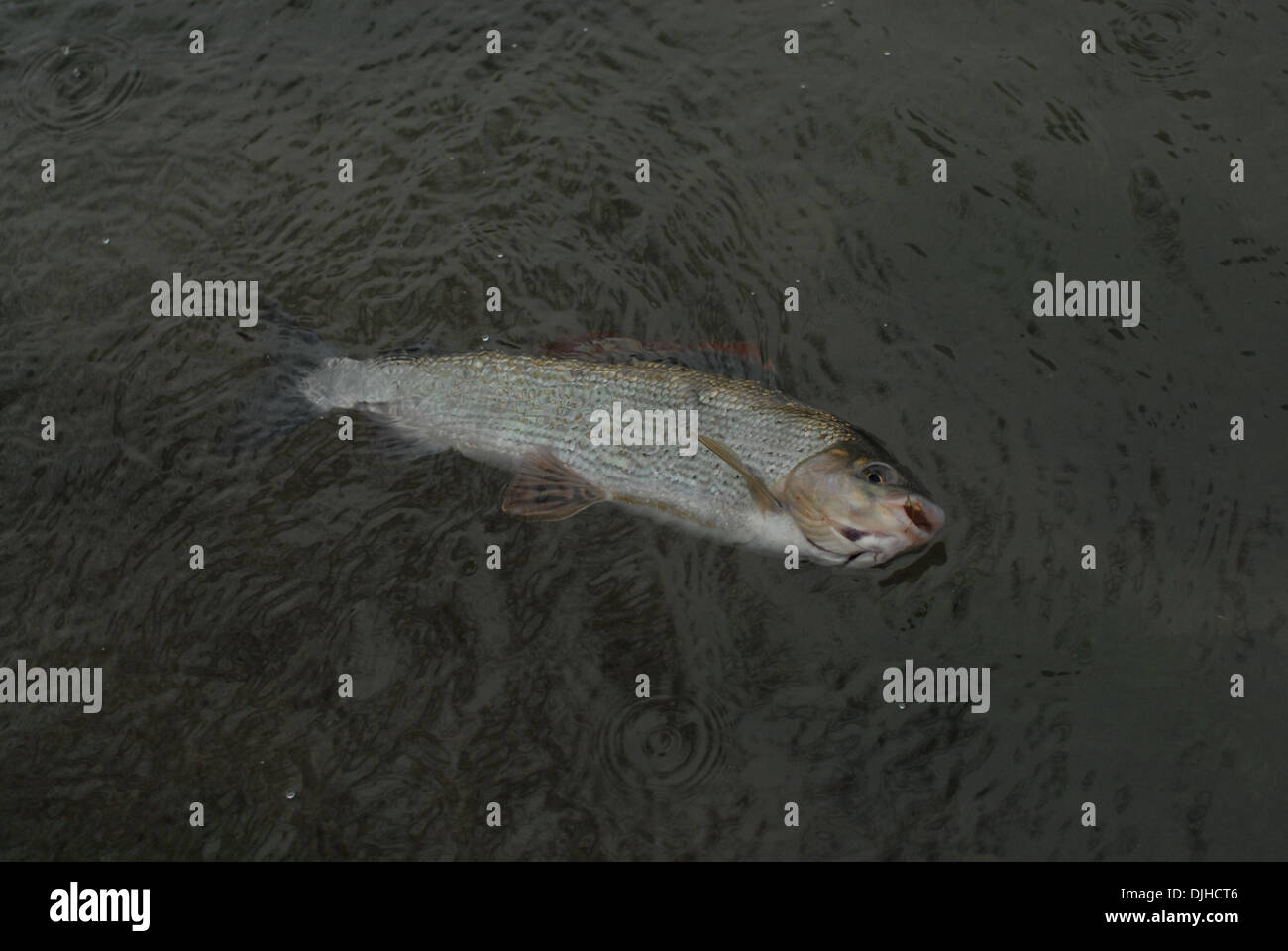 Fly Fishing For Greyling uk Stock Photo - Alamy