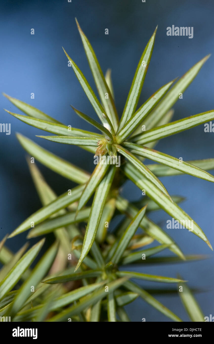 common juniper, juniperus communis Stock Photo - Alamy
