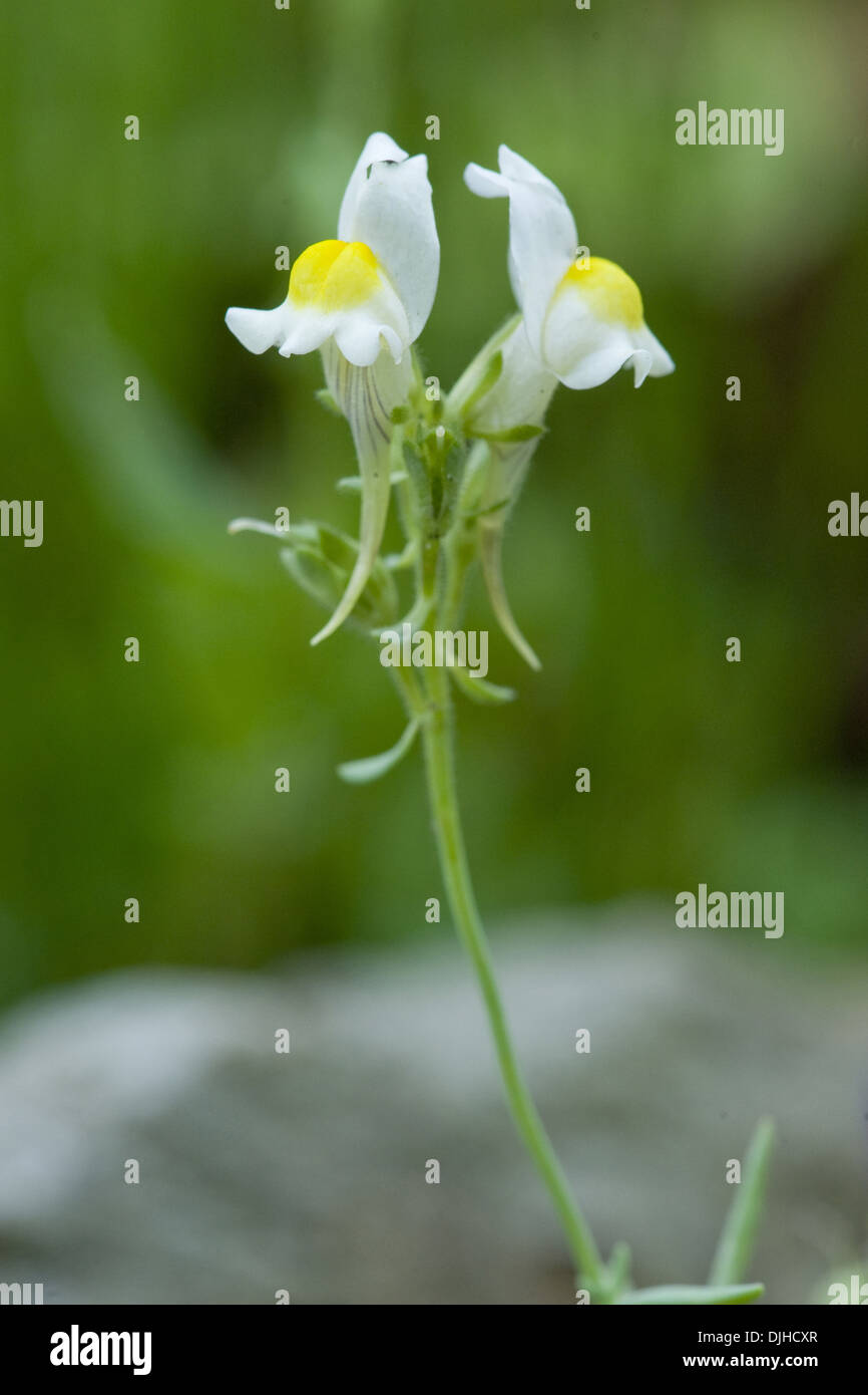 alpine toadflax, linaria alpina Stock Photo - Alamy