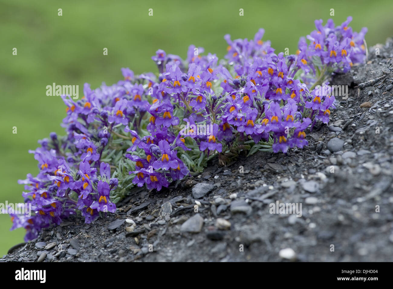 alpine toadflax, linaria alpina Stock Photo - Alamy