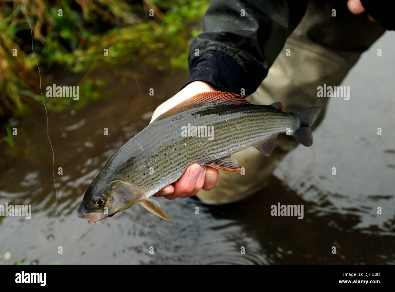 Fly Fishing For Greyling uk Stock Photo - Alamy
