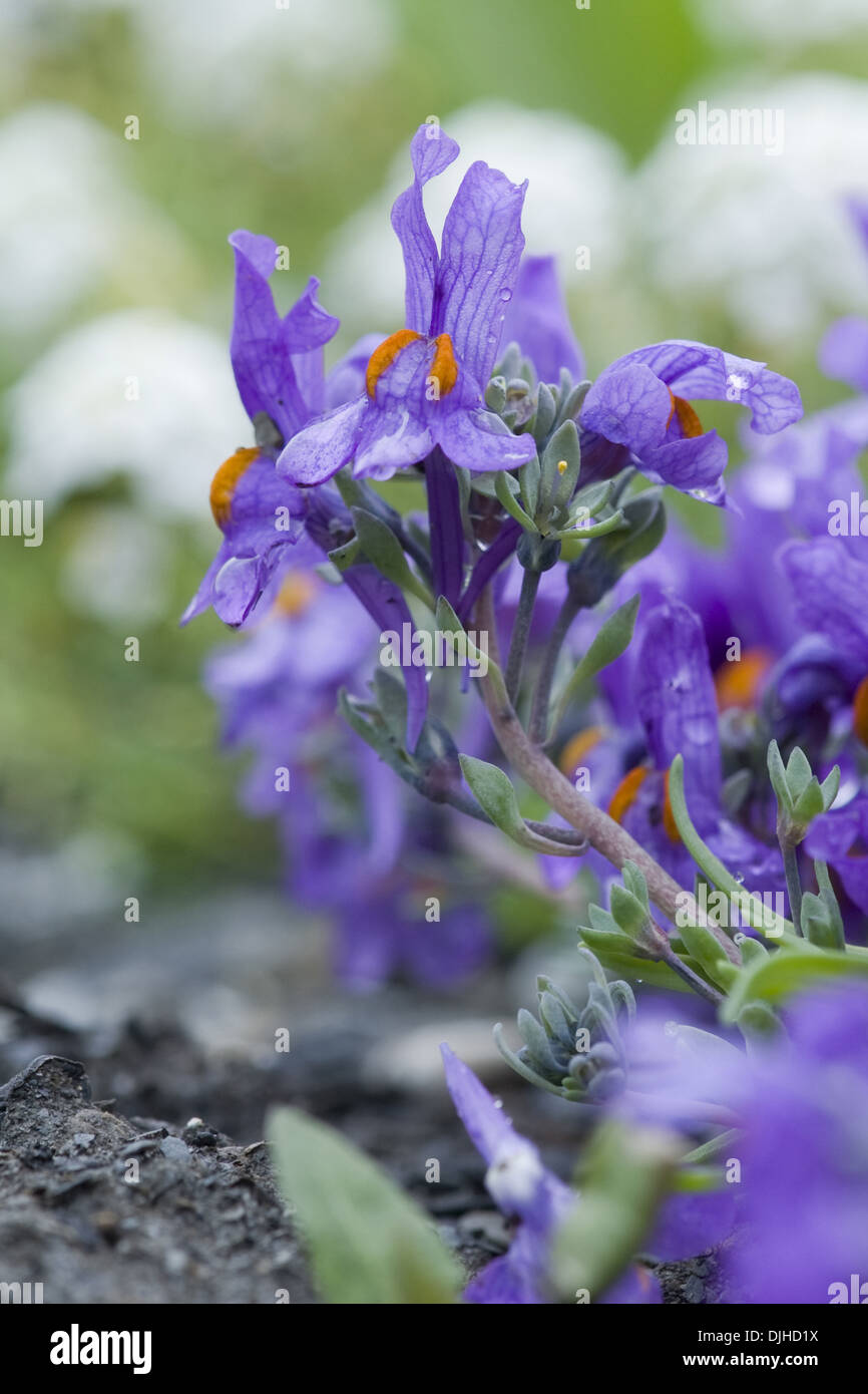 alpine toadflax, linaria alpina Stock Photo - Alamy