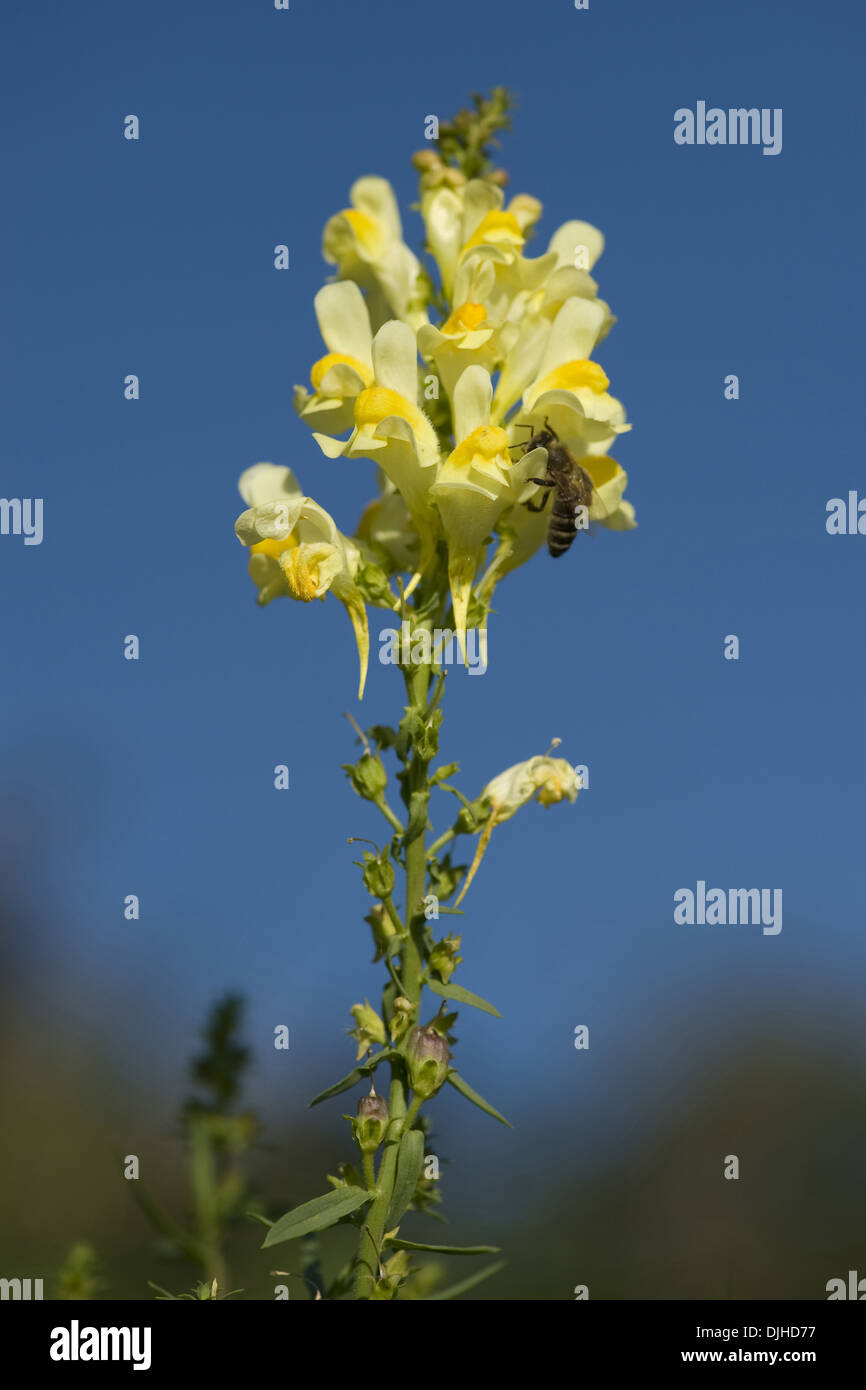 Toadflaxes hi-res stock photography and images - Alamy