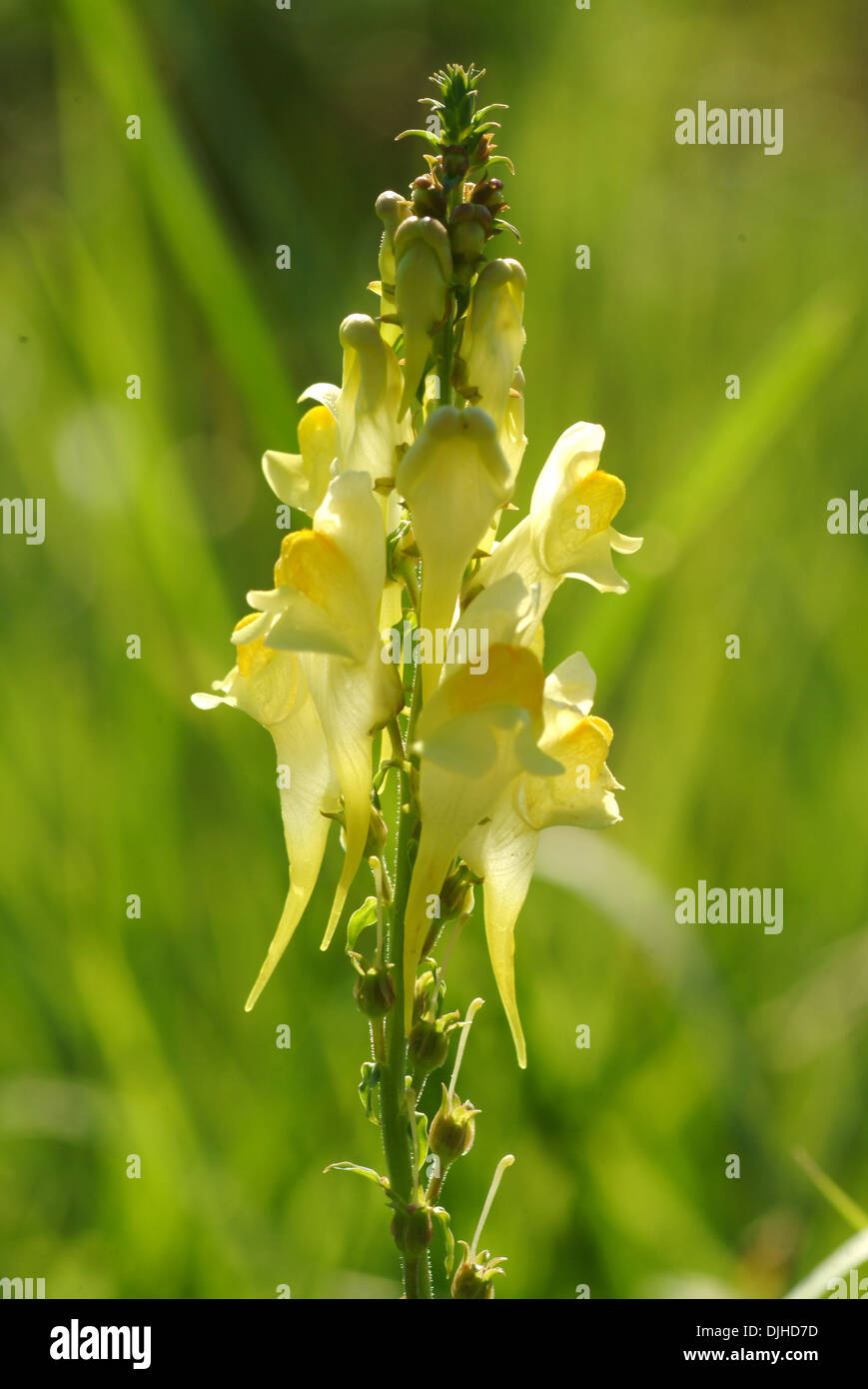 Toadflaxes High Resolution Stock Photography and Images - Alamy