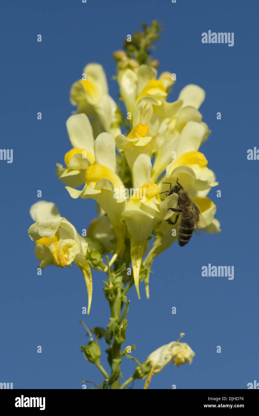 Toadflaxes High Resolution Stock Photography and Images - Alamy