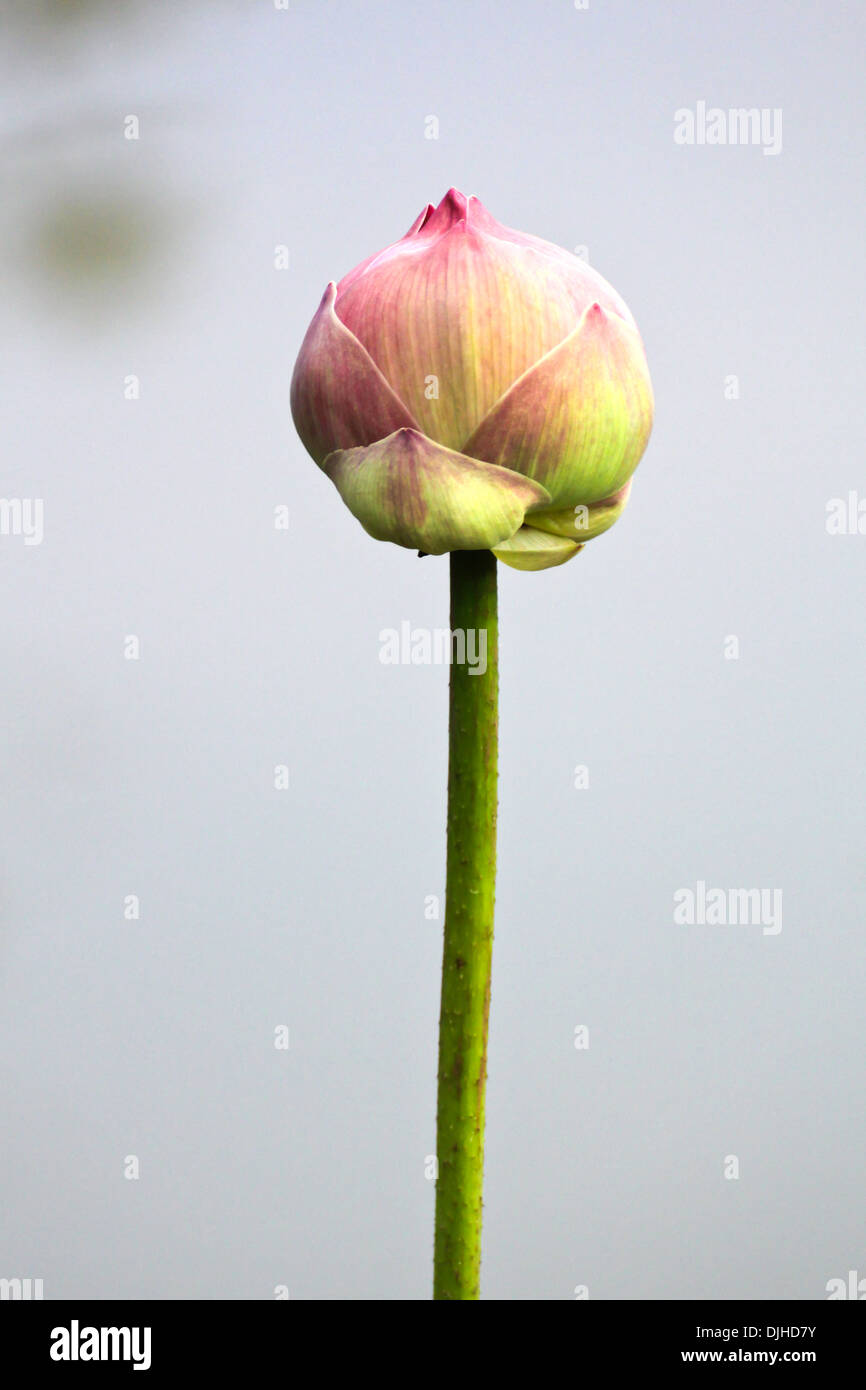 Single pink lotus flower hi-res stock photography and images - Alamy