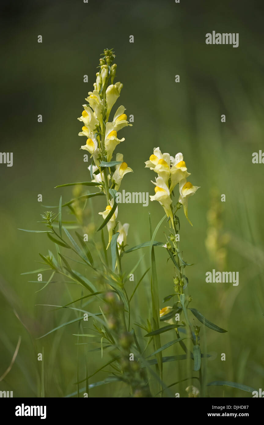 Toadflaxes High Resolution Stock Photography and Images - Alamy