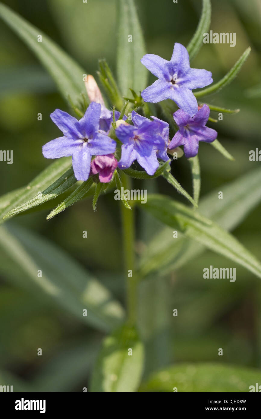 purple gromwell, lithospermum purpurocaeruleum Stock Photo - Alamy