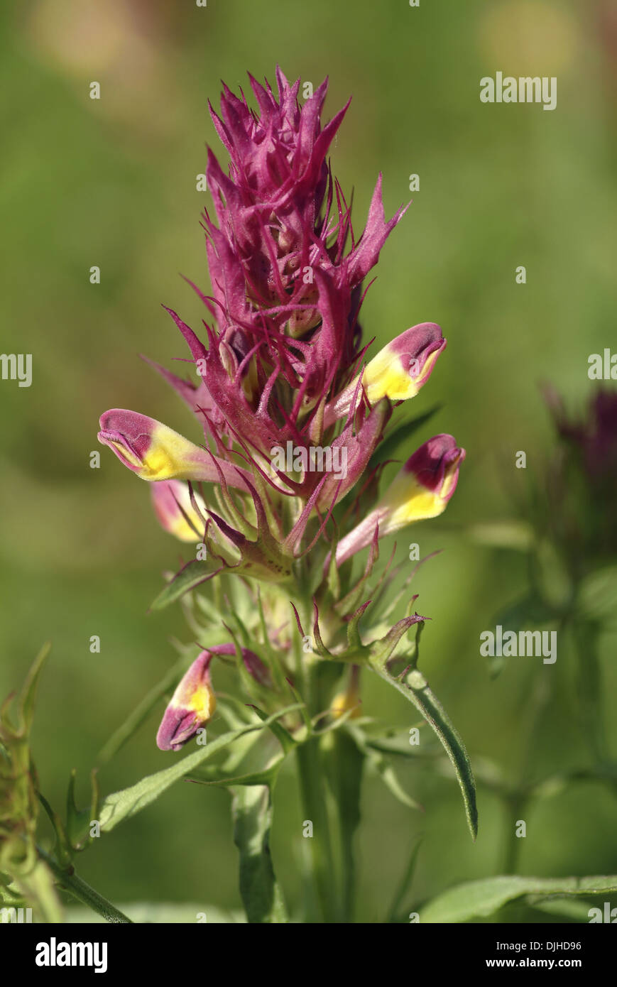 field cow-wheat, melampyrum arvense Stock Photo - Alamy