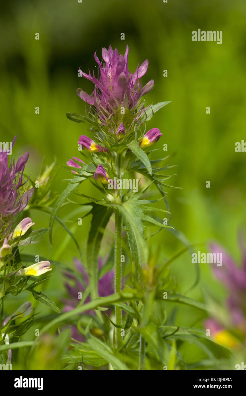 field cow-wheat, melampyrum arvense Stock Photo - Alamy