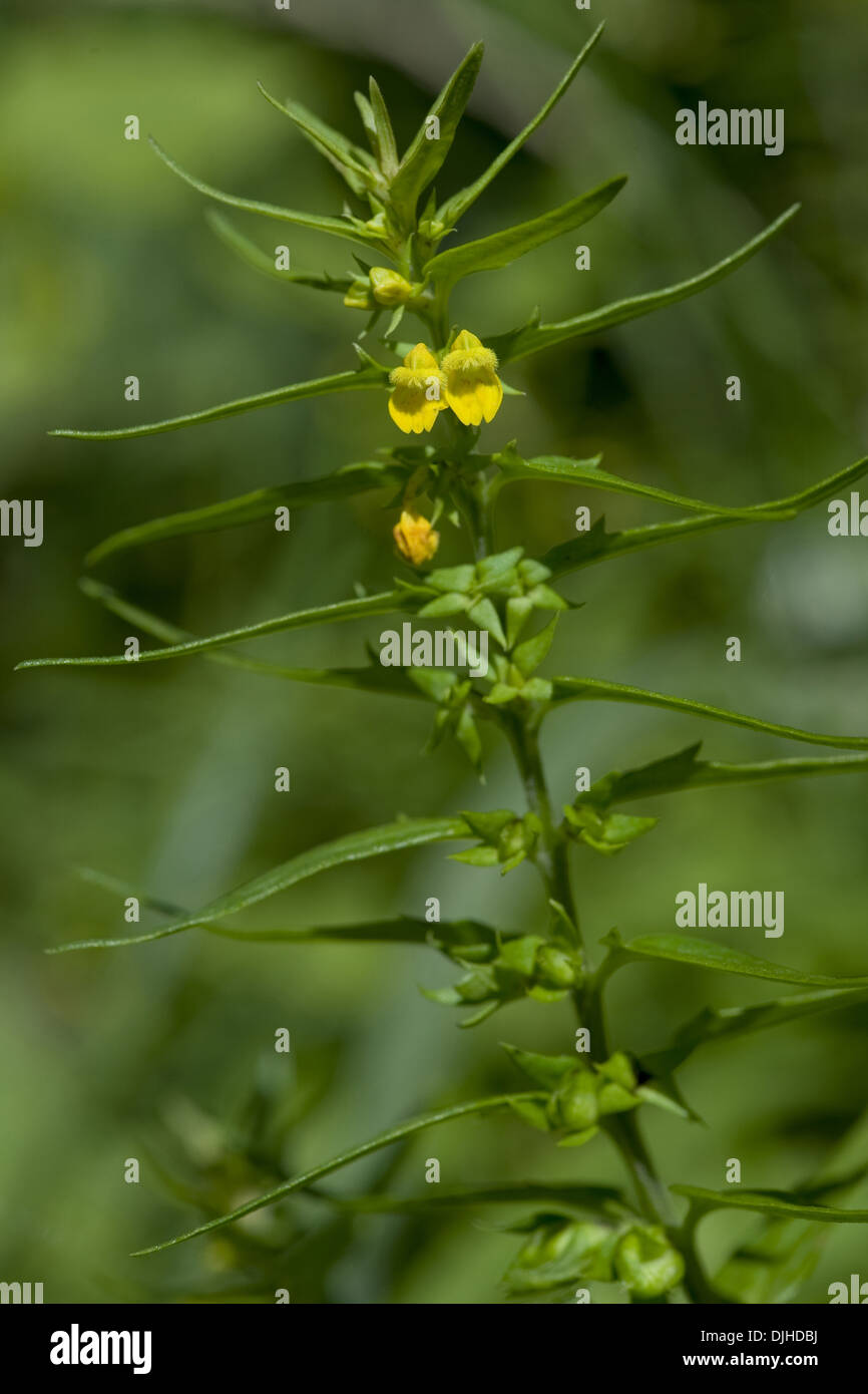 Small cow hi-res stock photography and images - Alamy