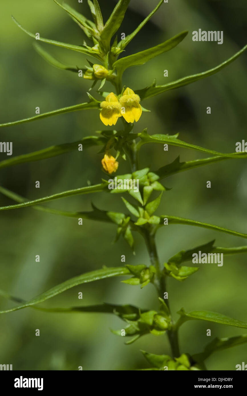 Small cow hi-res stock photography and images - Alamy