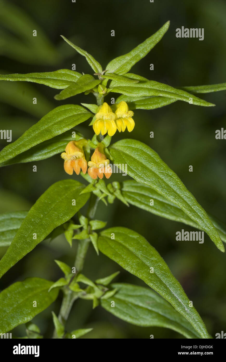 Small cow hi-res stock photography and images - Alamy