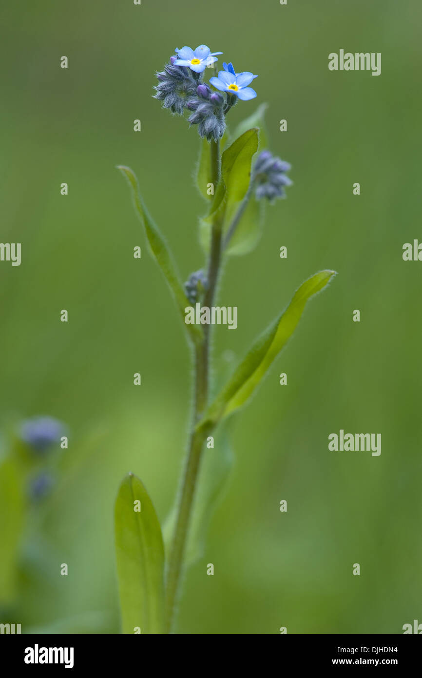 alpine forget-me-not, myosotis alpestris Stock Photo - Alamy