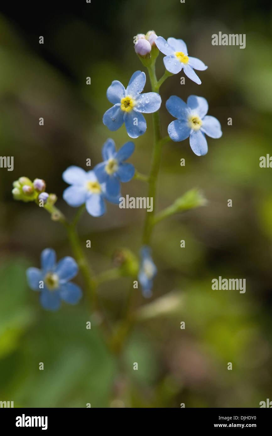 true forget-me-not, myosotis scorpioides Stock Photo - Alamy