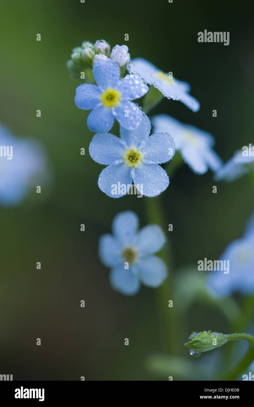 true forget-me-not, myosotis scorpioides subsp. scorpioides Stock Photo ...