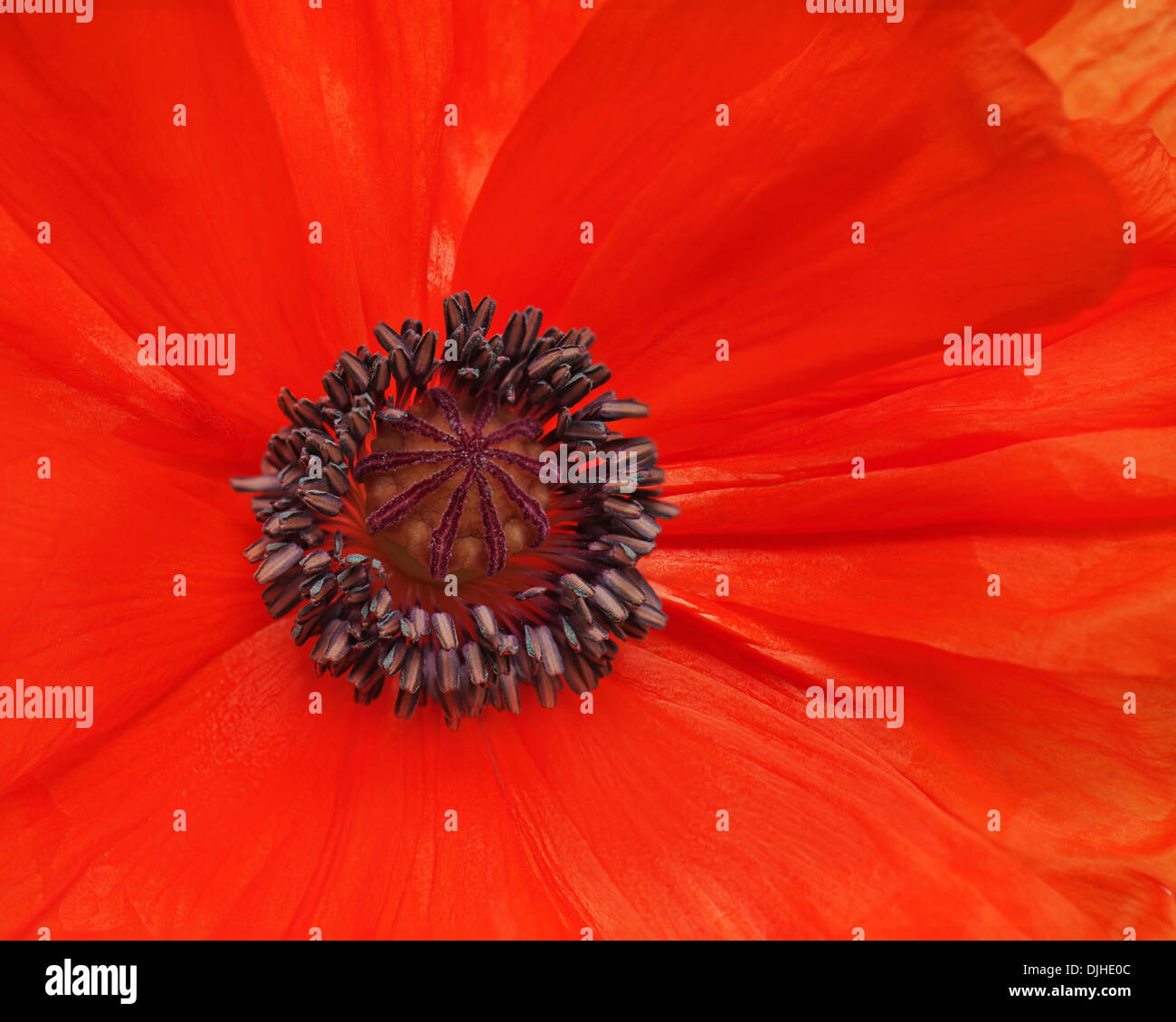Red poppy cutout hi-res stock photography and images - Alamy