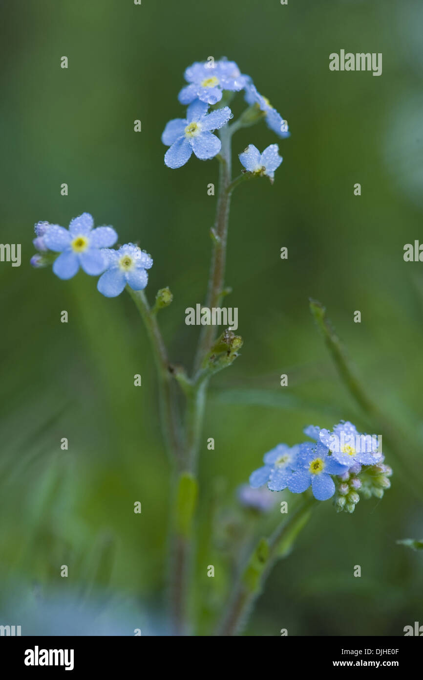 true forget-me-not, myosotis scorpioides subsp. scorpioides Stock Photo ...