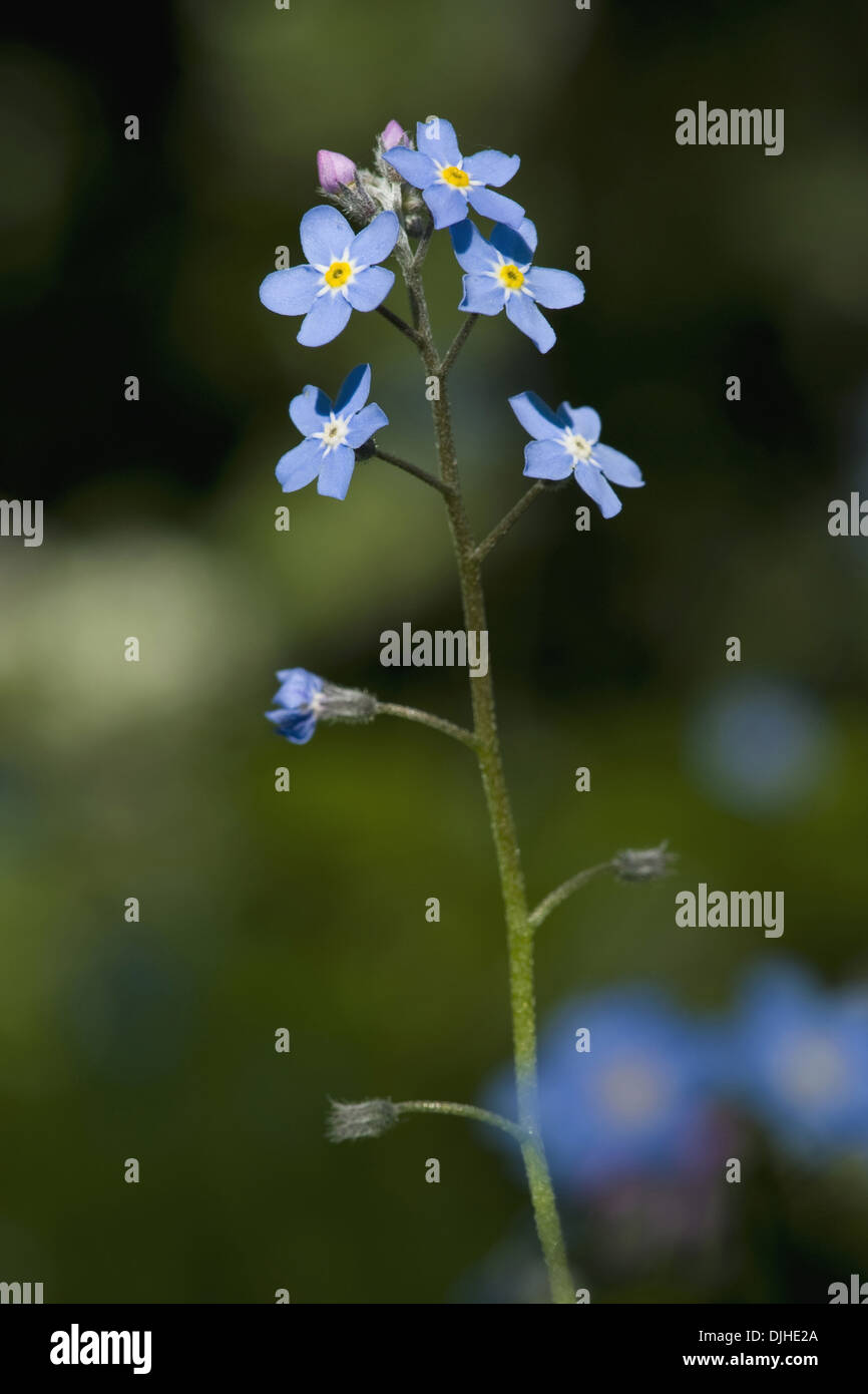 wood forget me not, myosotis sylvatica Stock Photo - Alamy