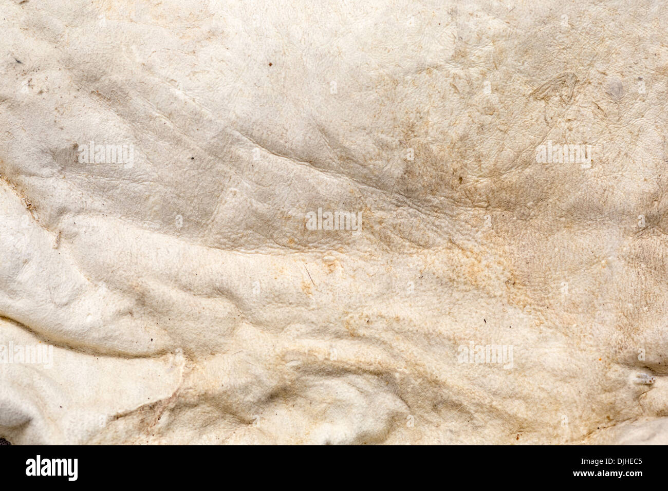 rawhide rabbit leather Stock Photo - Alamy