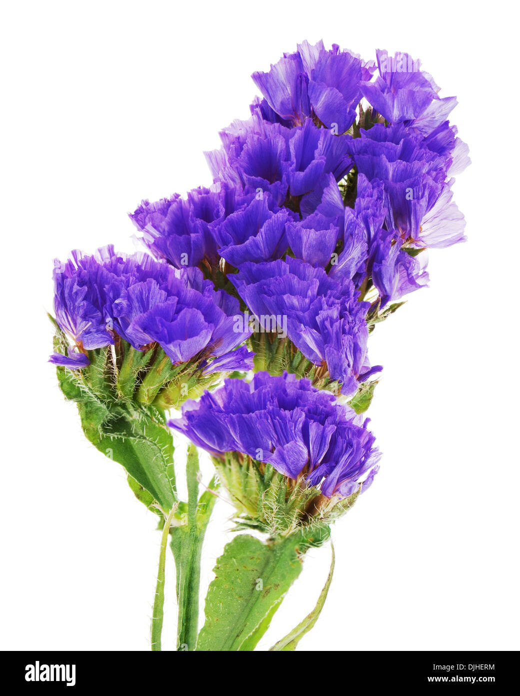 Macro shot of purple statice flowers isolated on white background Stock ...