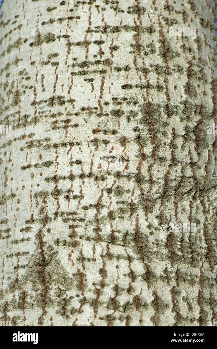 silver poplar, populus alba Stock Photo - Alamy