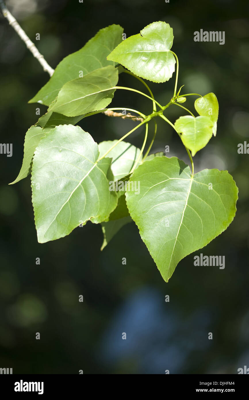 Populus nigra trees hi-res stock photography and images - Alamy