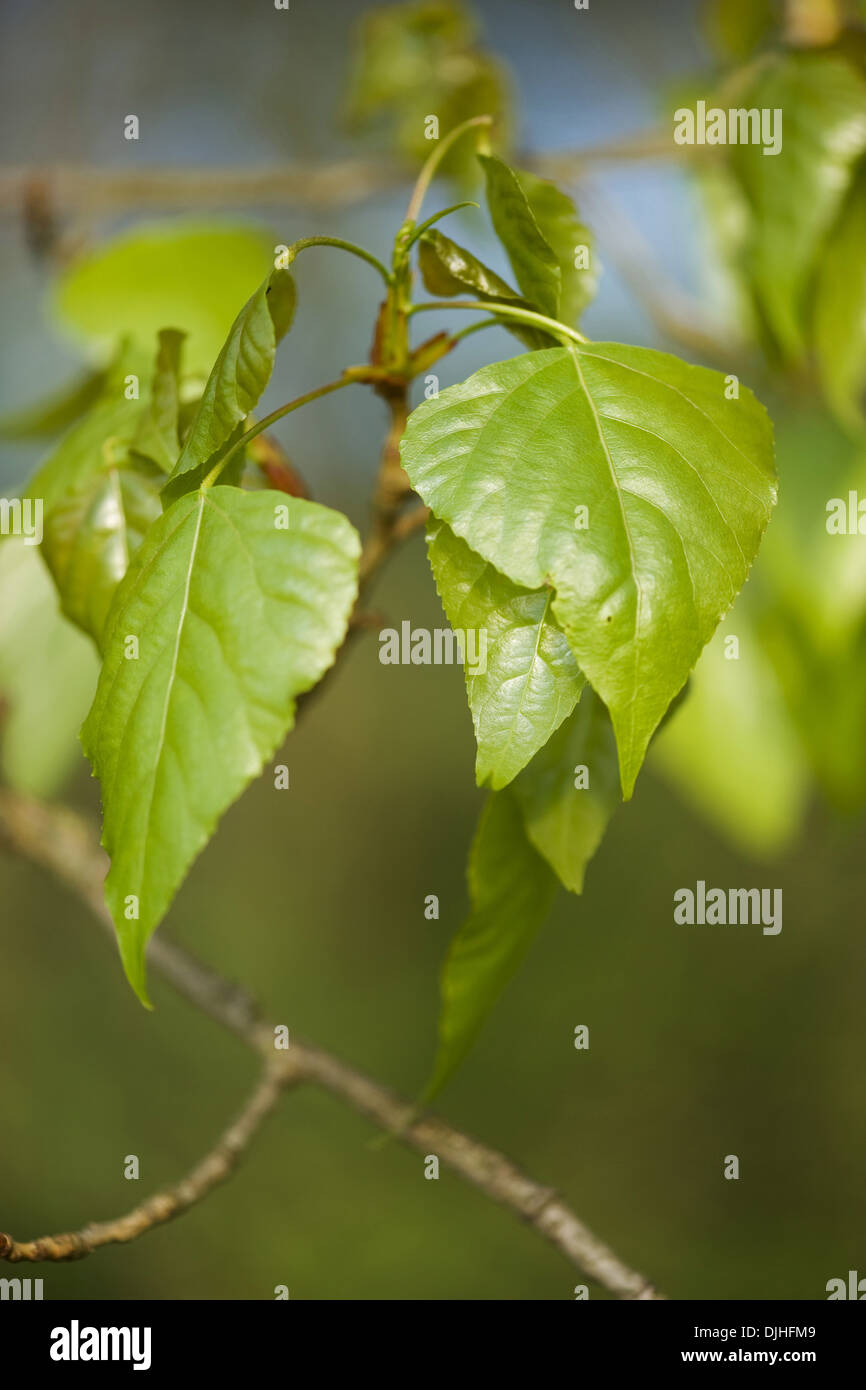 Poplar trees leaves hi-res stock photography and images - Alamy