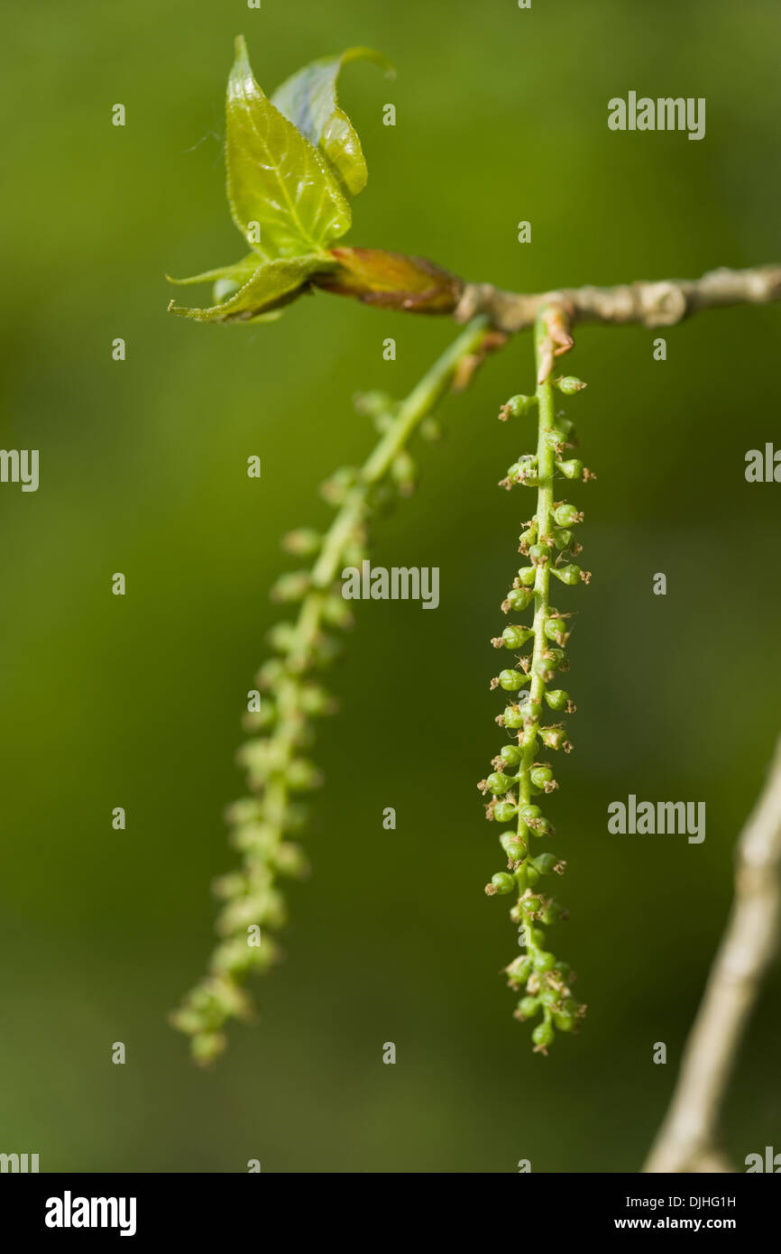 Poplar bloom hi-res stock photography and images - Alamy