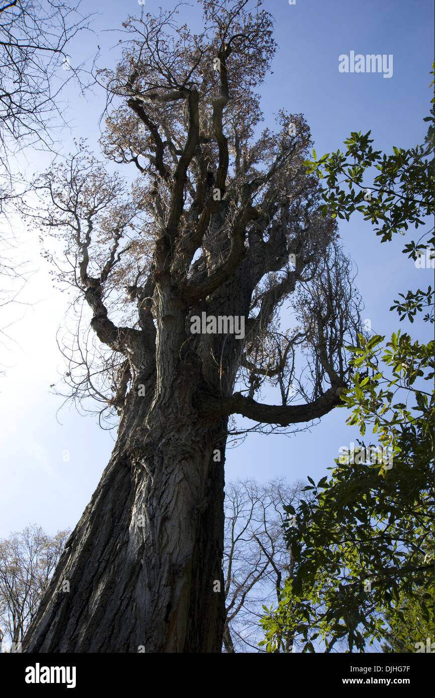 Black poplar tree hi-res stock photography and images - Alamy