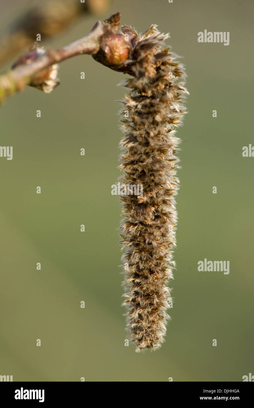 Populus tremula catkin hi-res stock photography and images - Alamy