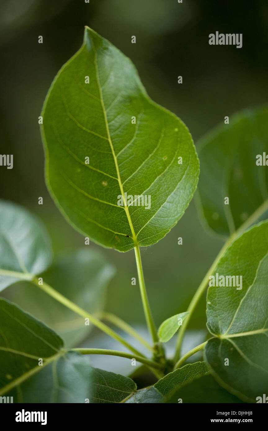 Hybrid poplar tree hi-res stock photography and images - Alamy
