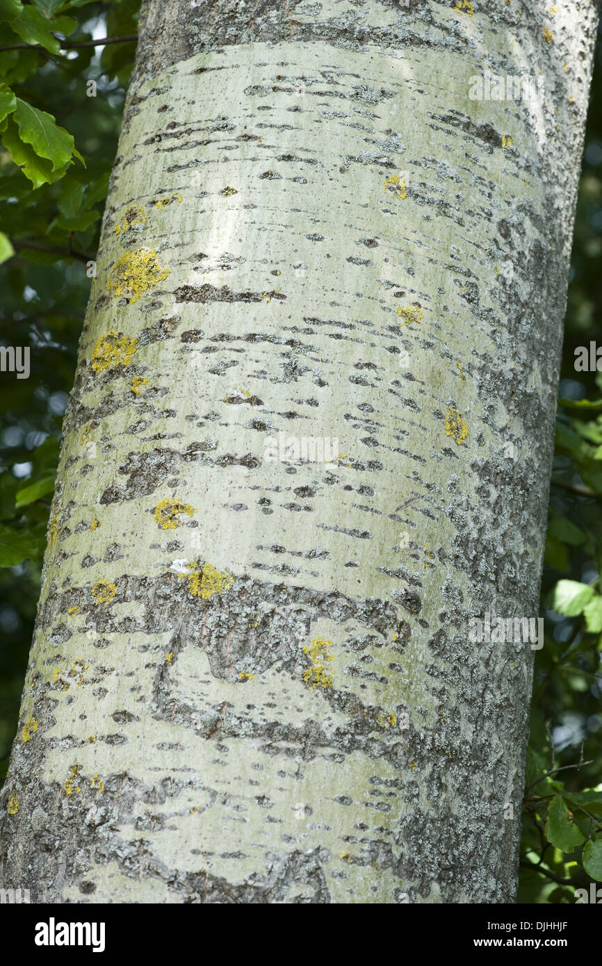 European aspen populus tremula bark hi-res stock photography and images ...