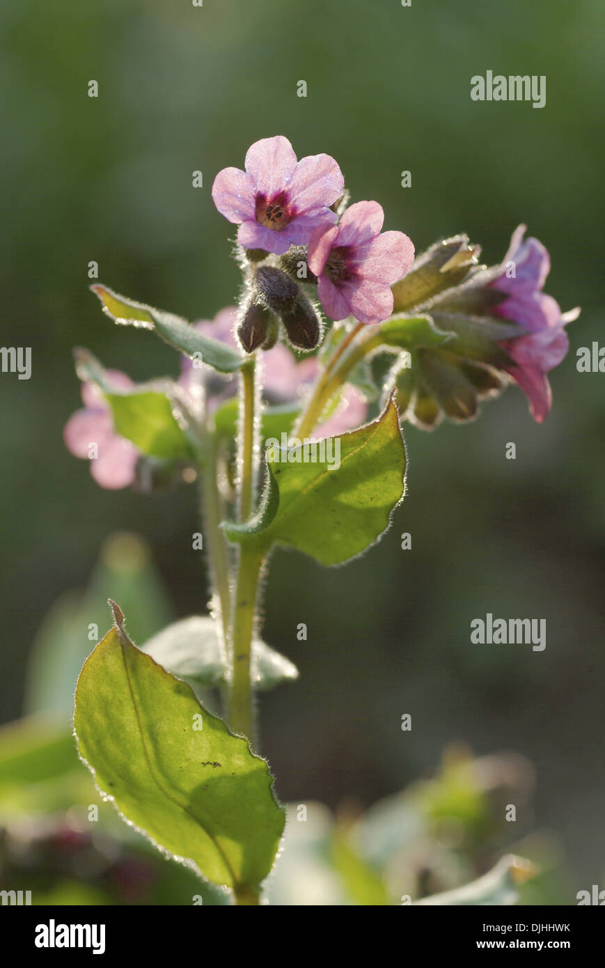 common lungwort, pulmonaria officinalis Stock Photo - Alamy
