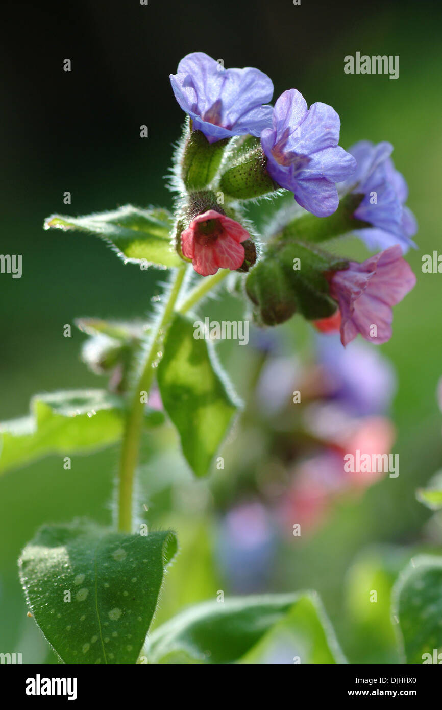 common lungwort, pulmonaria officinalis Stock Photo - Alamy