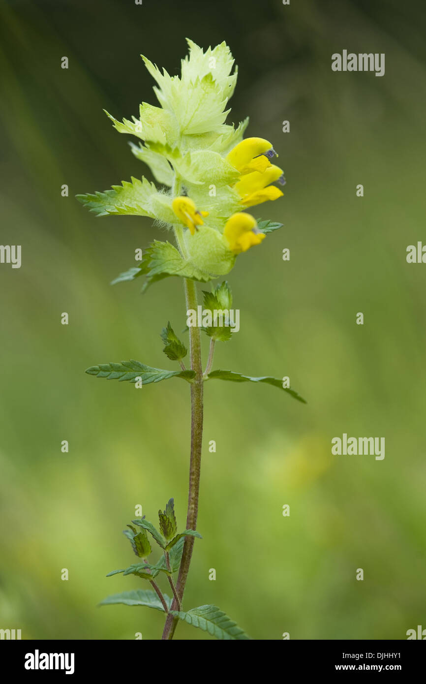 greater yellow rattle, rhinanthus alectorolophus Stock Photo - Alamy