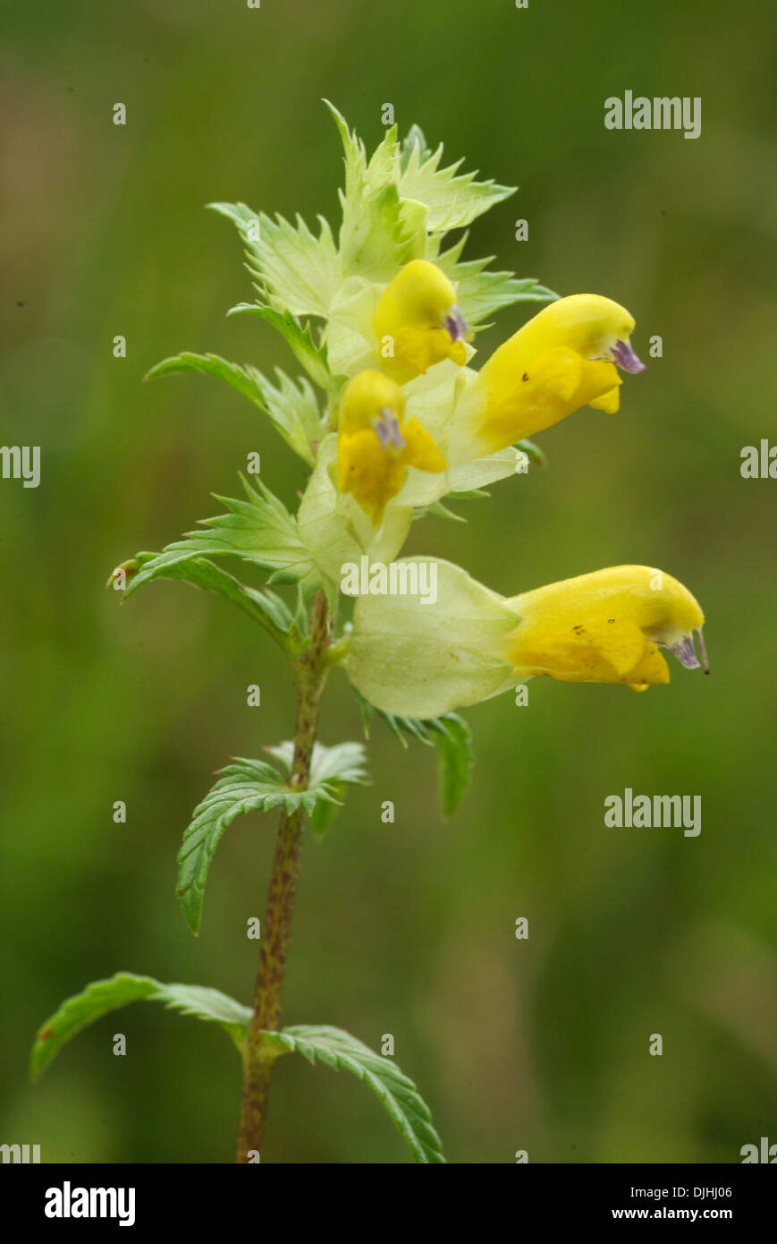 yellow rattle, rhinanthus minor Stock Photo - Alamy