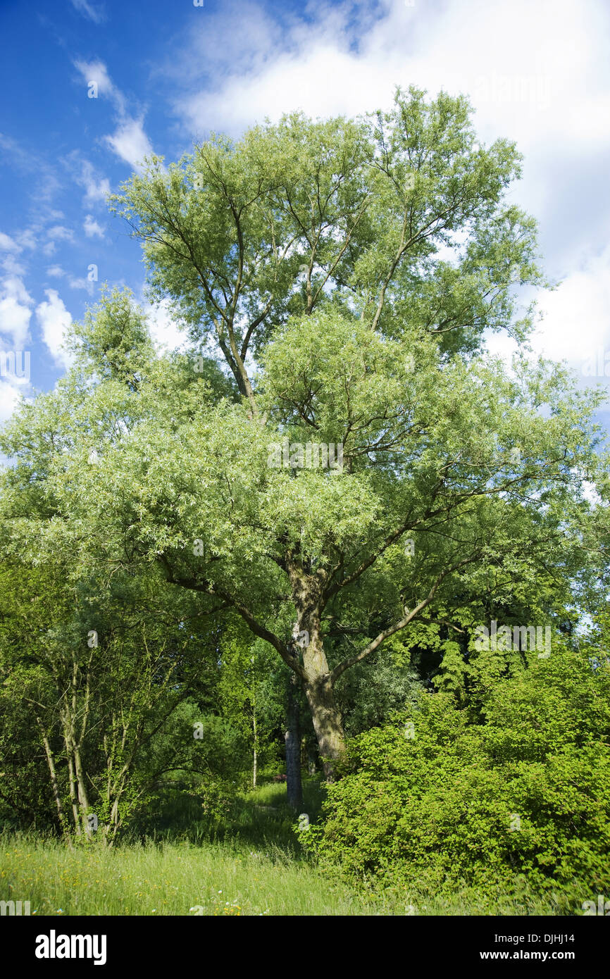 Salix hi-res stock photography and images - Alamy