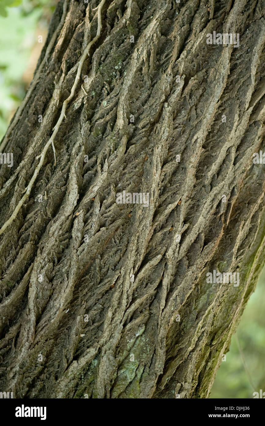 White willow tree bark hi-res stock photography and images - Alamy