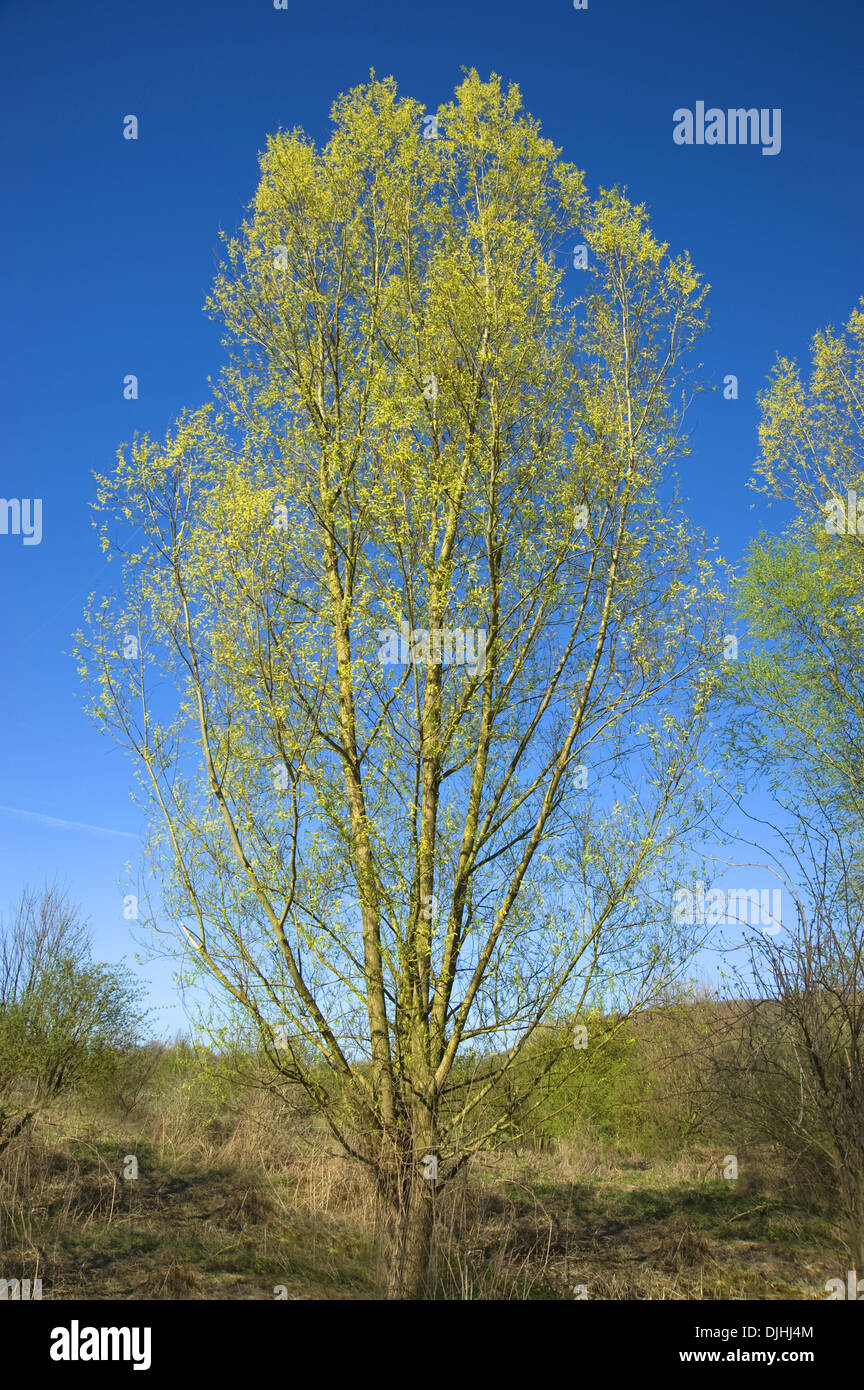 white willow, salix alba Stock Photo - Alamy