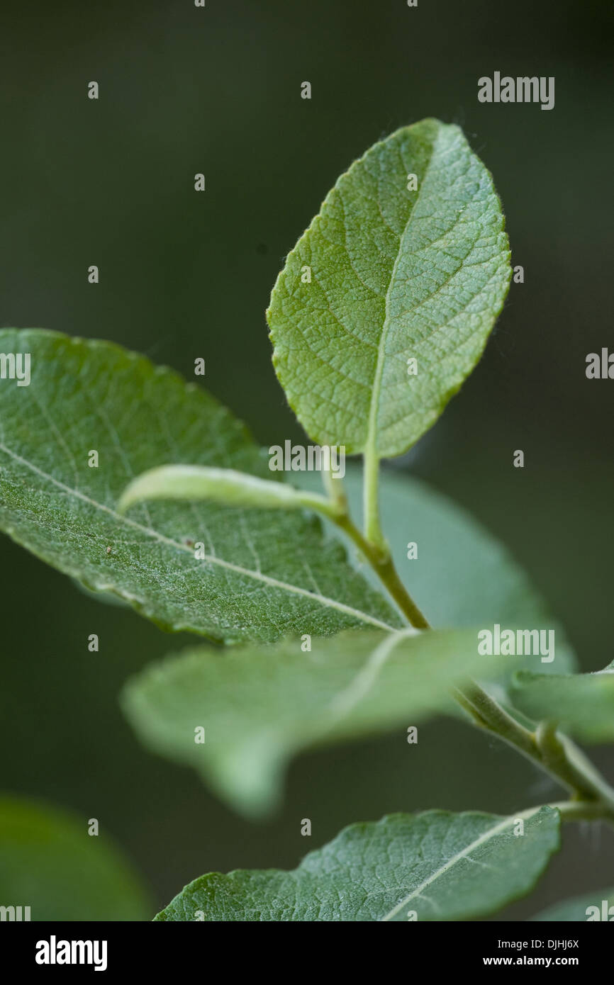 goat willow, salix caprea Stock Photo - Alamy